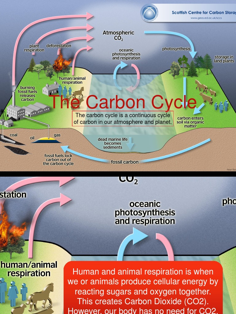 The Carbon Cycle | PDF | Carbon Cycle | Carbon Dioxide In Earth's ...