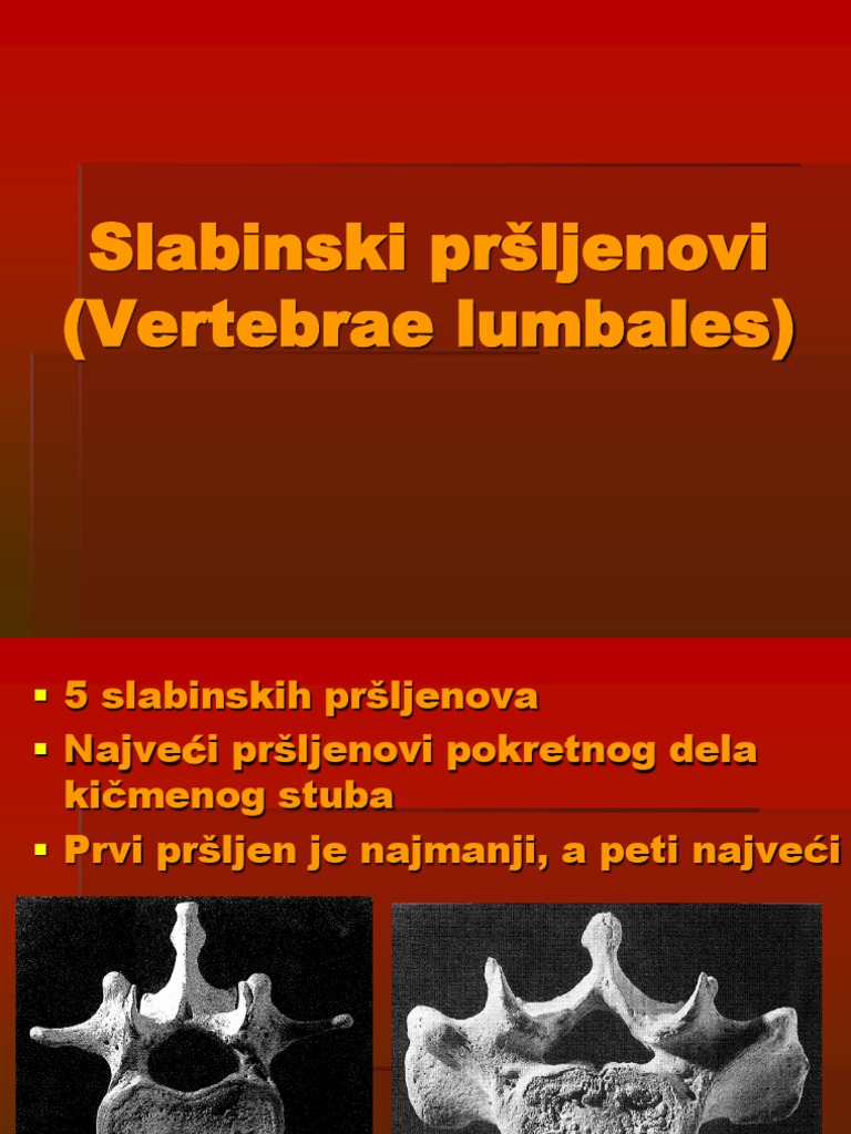 Slabinski Pršljenovi | PDF
