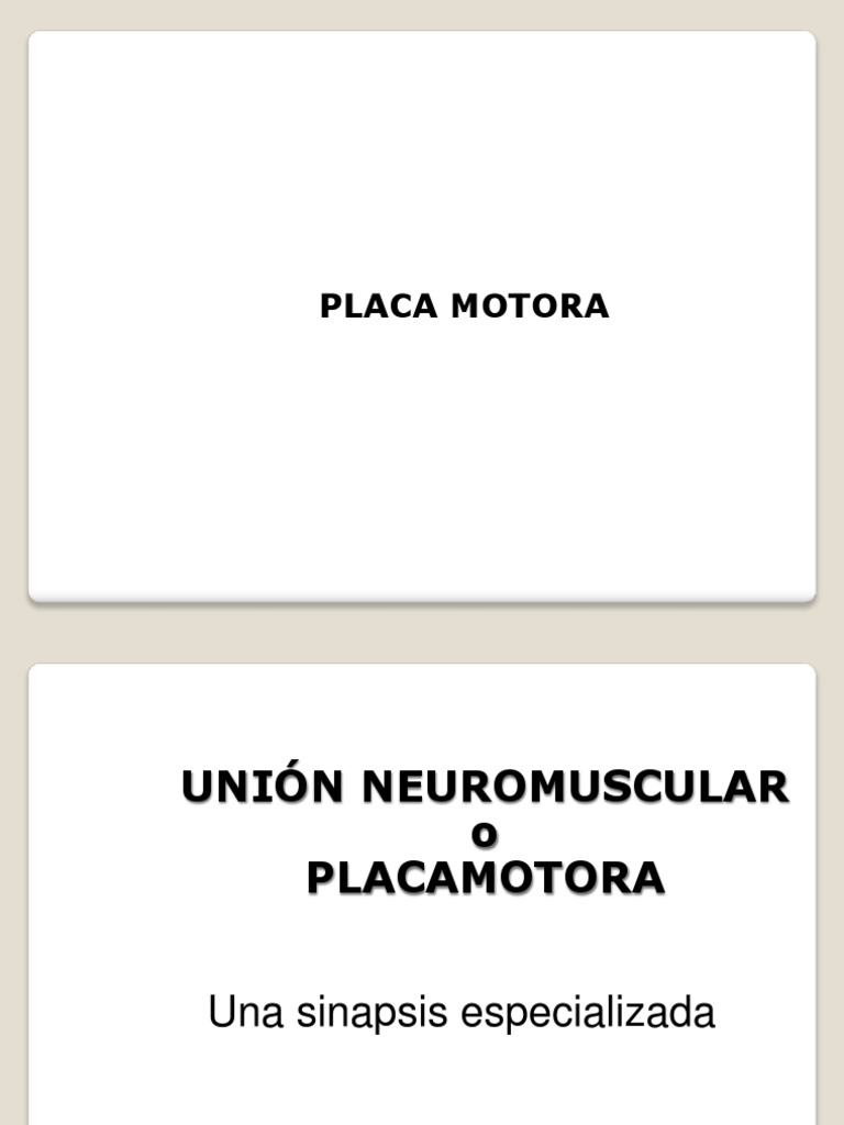 Placa Motora y Contracción Muscular | PDF | Unión neuromuscular ...