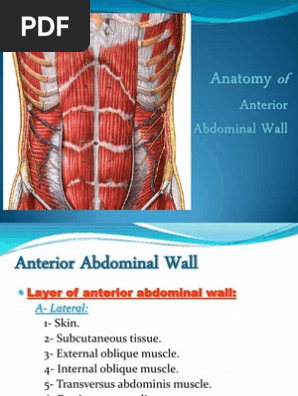 Layers Of Posterior Abdominal Wall