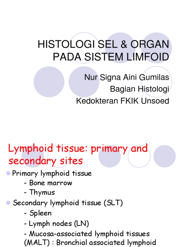 Histologi Sistem Limfoid dan Imun | PDF
