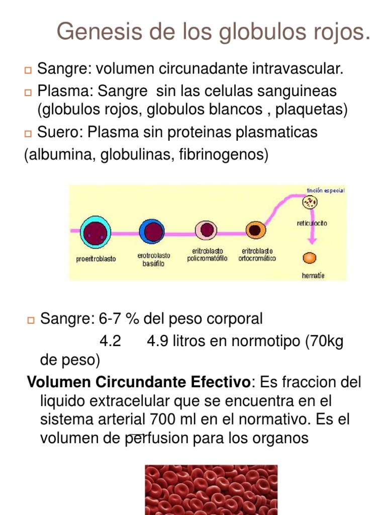 Genesis y formación de los glóbulos rojos: del origen en las células ...