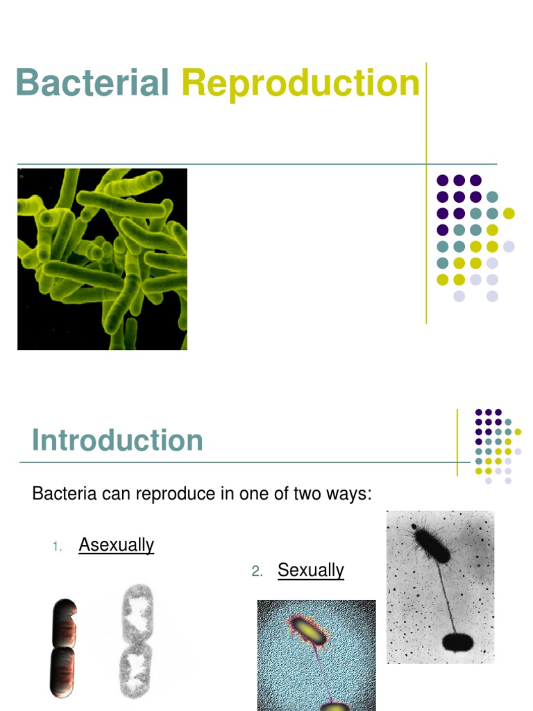 7 Bacterial Reproduction Sexual Reproduction Bacteria