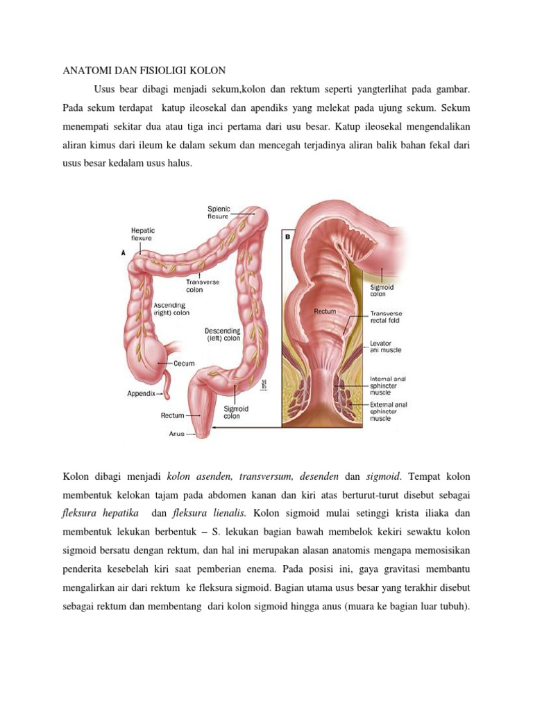 Anatomi dan Fisiologi Usus Besar | PDF | Kesehatan Holistik | Sains ...