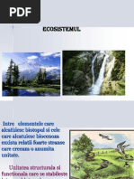 Lanțuri Și Rețele Trofice | PDF