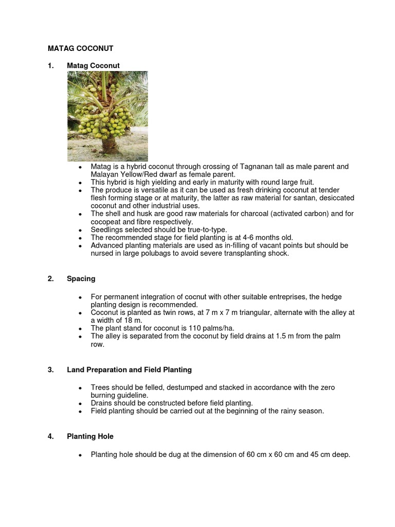 Kelapa Matag | PDF | Coconut | Leaf