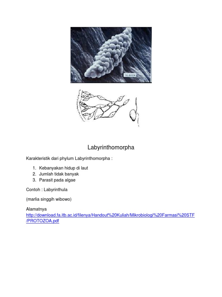 Phylum Labyrinthomorpha