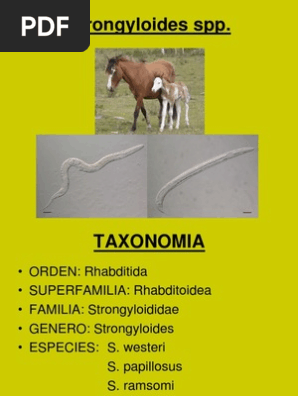 Strongyloides Westeri