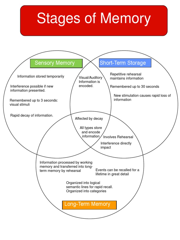 Stages of Memory | PDF