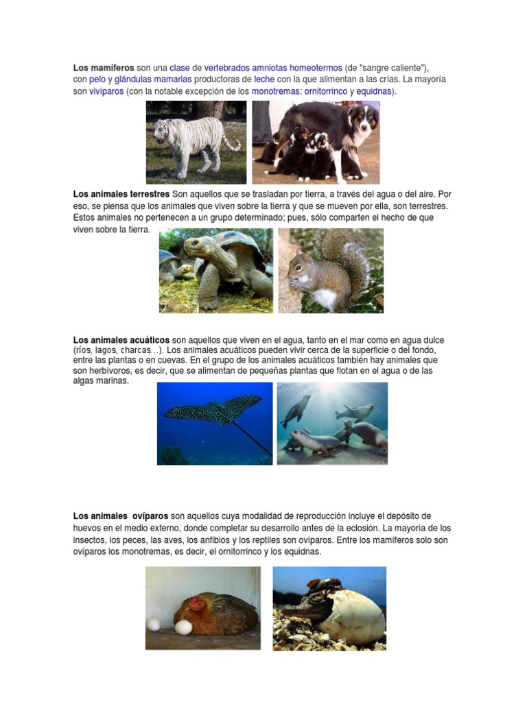 Animales | PDF | Mamíferos | Vertebrados