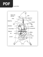 Penjelasan Anatomi Mencit | PDF