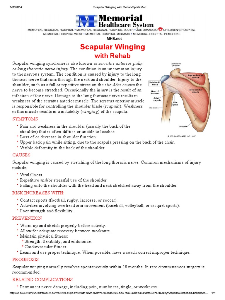 Scapular Winging With Rehab-SportsMed | PDF | Shoulder | Anatomical ...