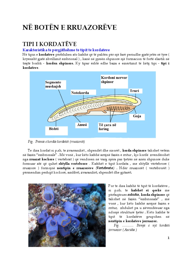 Kafshet Rruazore | PDF