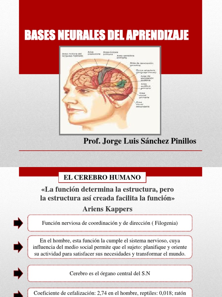 Bases Neurales Del Aprendizaje Final | PDF | Hemisferio cerebral | Cerebro