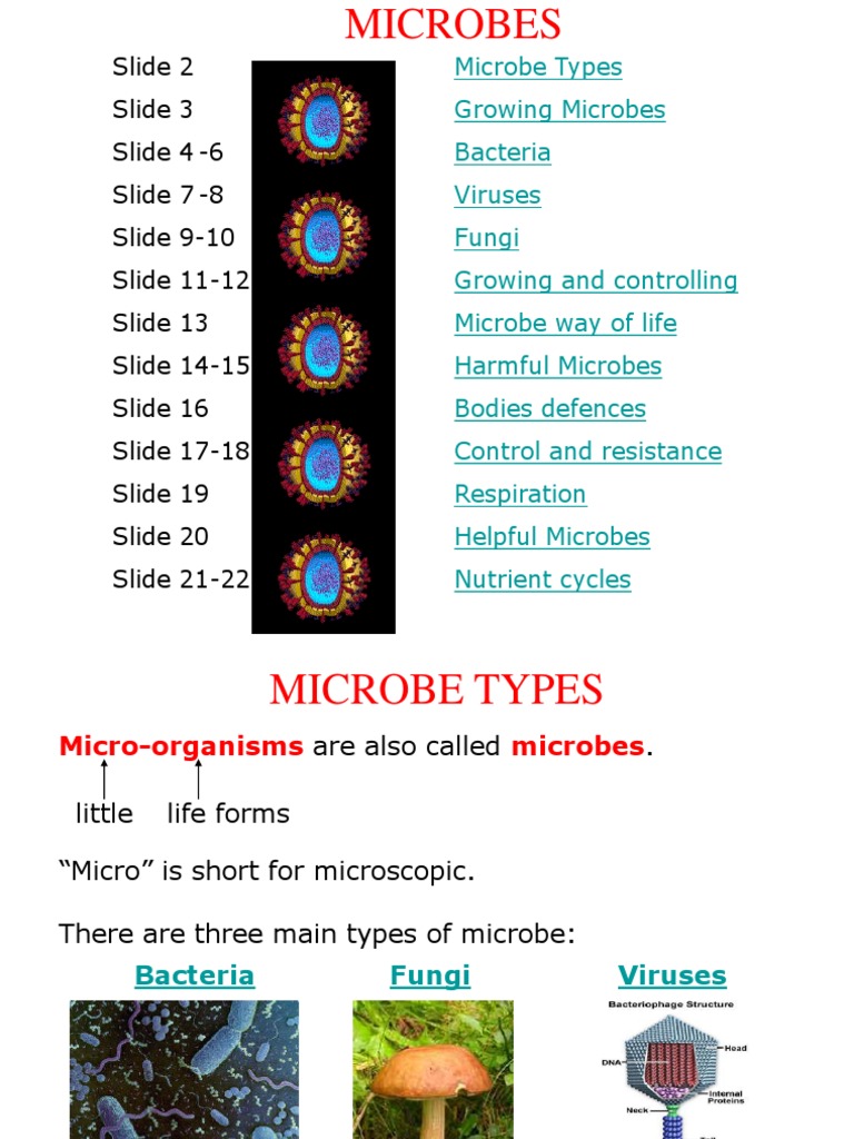 Microbes Notes | PDF | Bacteria | Microorganism