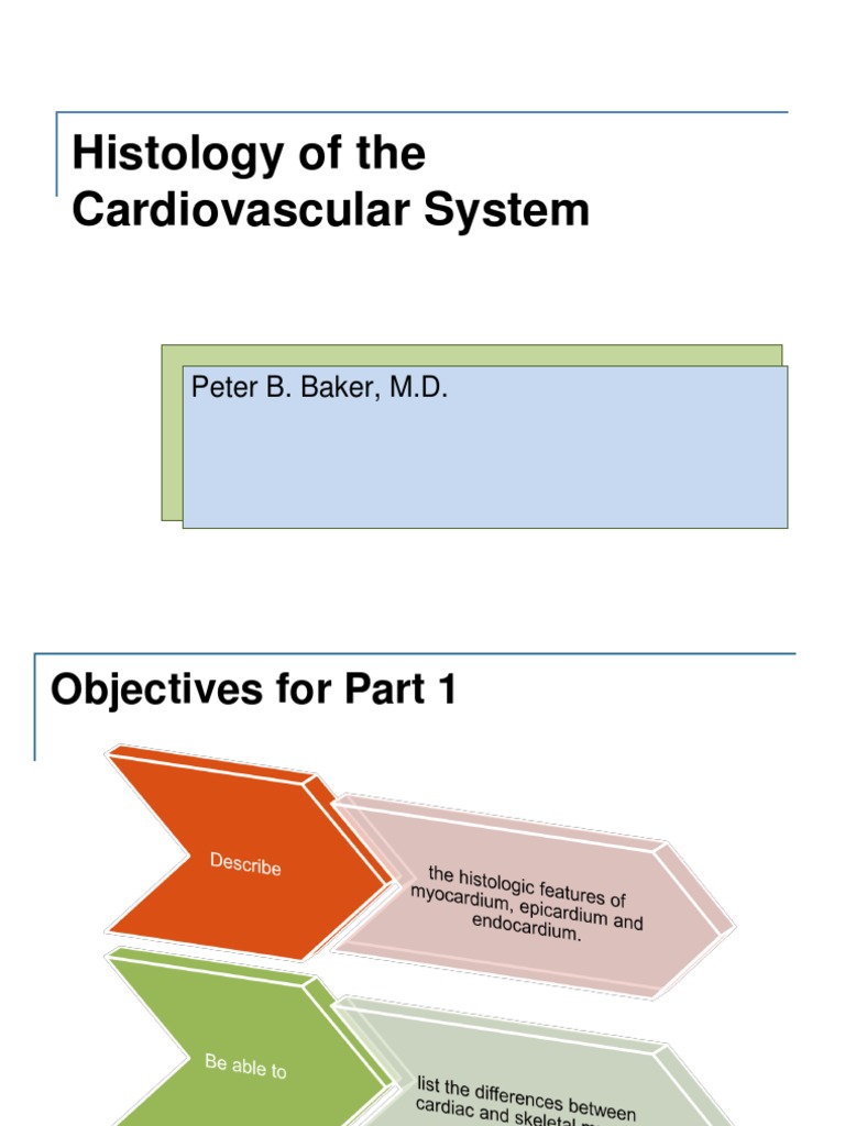 Histology of The Cardiovascular System-3 | PDF | Cardiac Muscle | Vein
