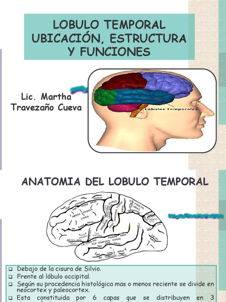 El lobulo temporal: estructura, funciones y alteraciones | PDF ...