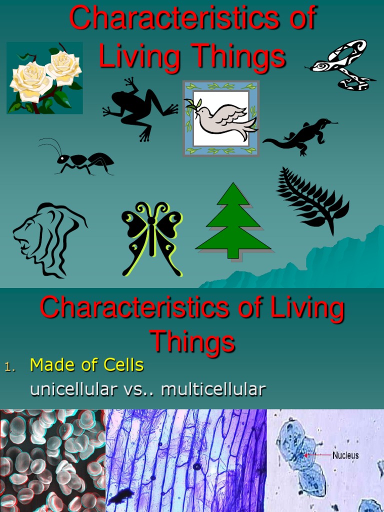 Characteristics of Living Things | PDF | Taxonomy (Biology ...