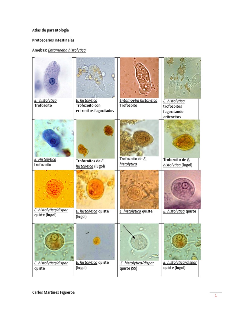 Atlas de Parasitologa | PDF | Plasmodium Falciparum | Microbiología