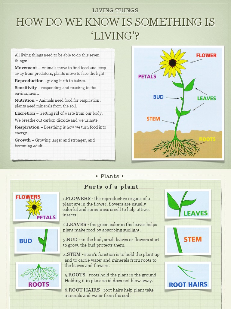 Test Science Max Plants PDF | PDF | Flowers | Pollination