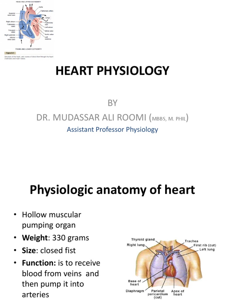 1st Lec On Heart Physiology by Dr. Roomi | PDF | Atrium (Heart) | Cardiac Muscle
