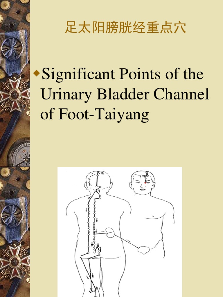 Significant Points of The Urinary Bladder Channel of Foot-Taiyang | PDF ...