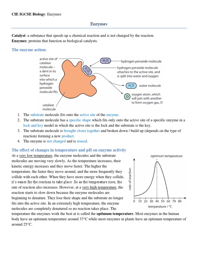 Understanding Enzymes: A Comprehensive Look at Enzyme Structure ...