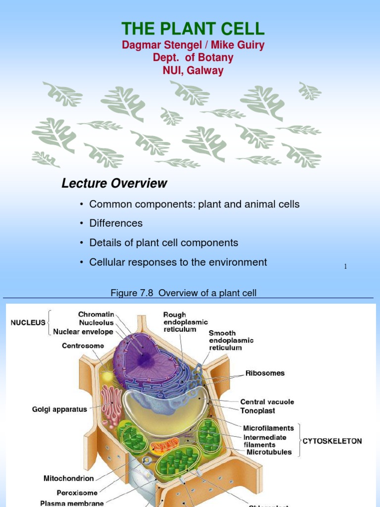 The Plant Cell | Chloroplast | Cell Wall