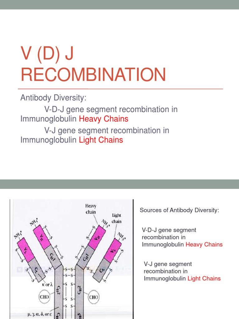 VDJ Recombination With Antibody Structure | PDF | Antibody | Dna Repair