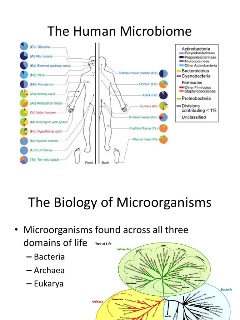 Understanding the Human Microbiome | PDF | Microbiota | Microorganism