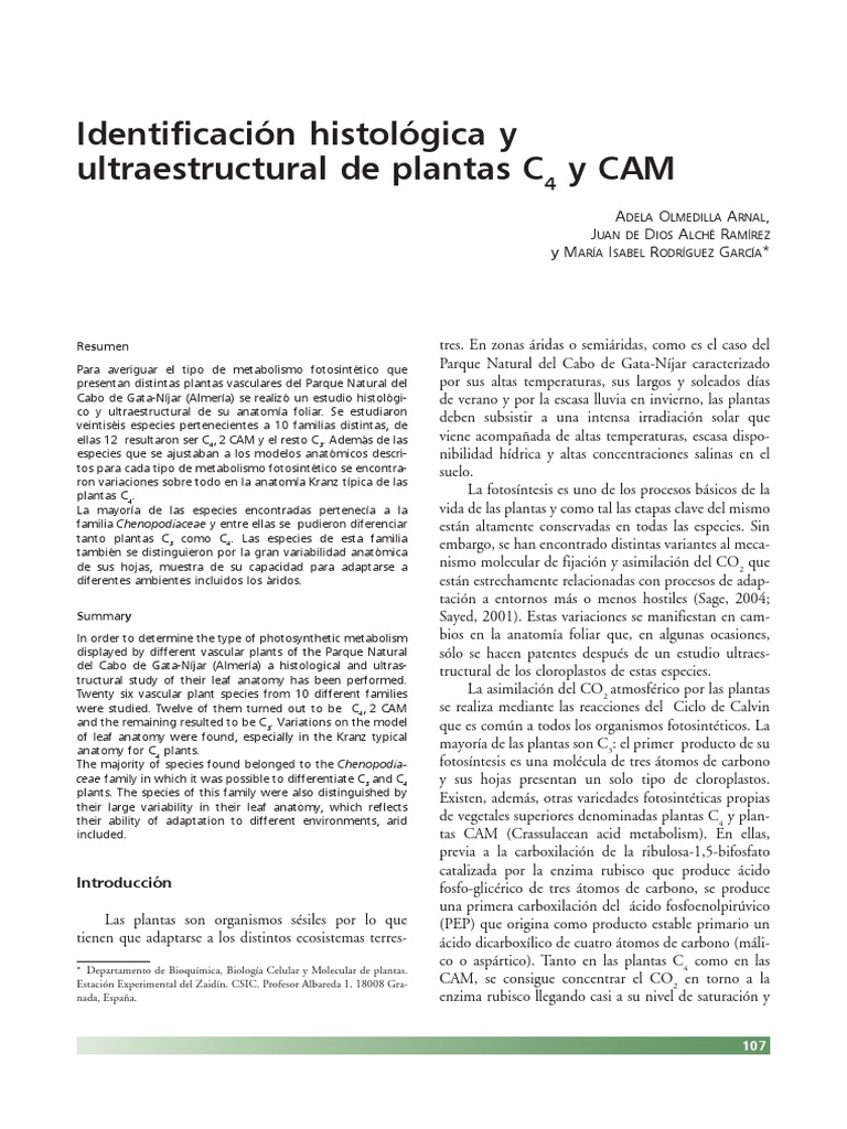 Plantas C3, C4 y CAM | PDF | Fotoquímica | Biología