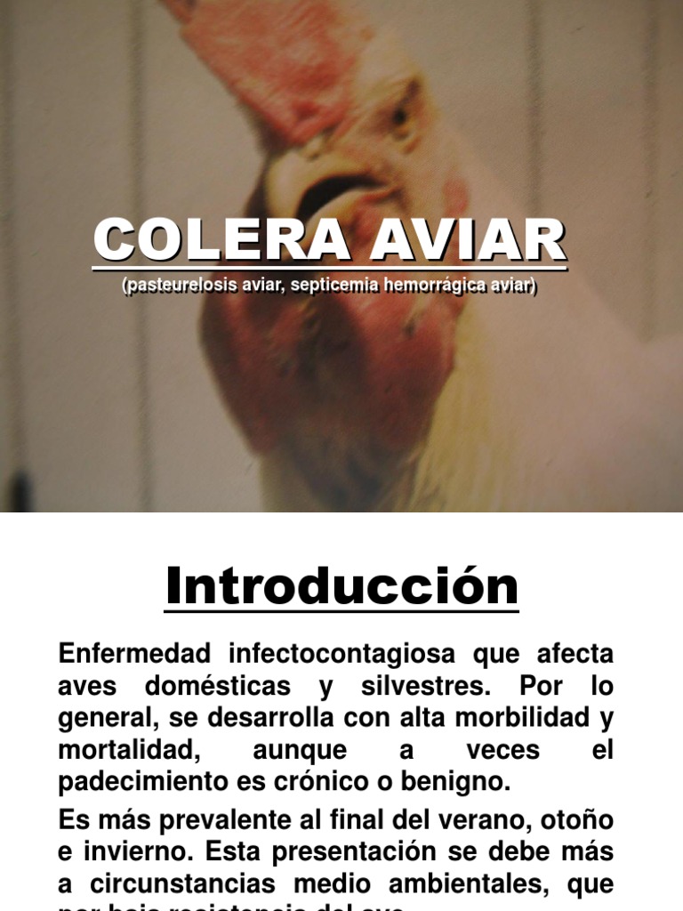 9 COLERA AVIAR | Salud pública | Inmunología