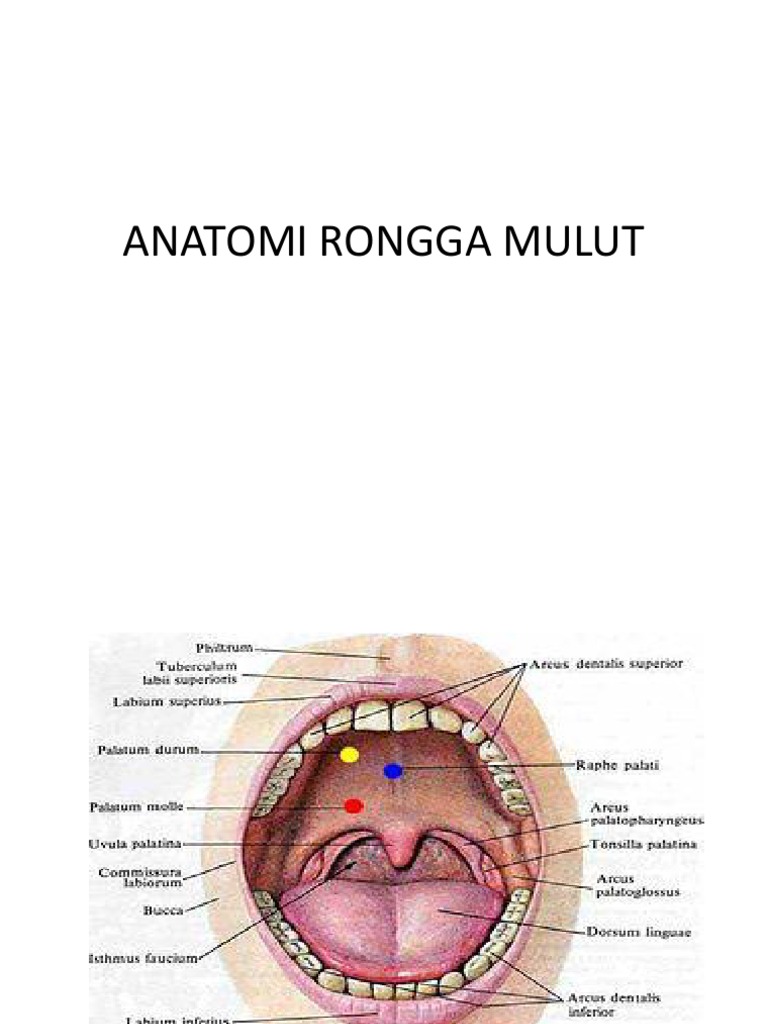 Anatomi Rongga Mulut | PDF