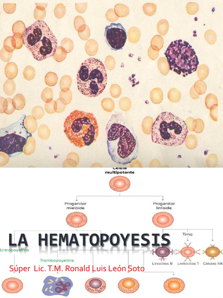 Clase 05 Hematopoyesis Celulas Maduras e Inmaduras | PDF ...