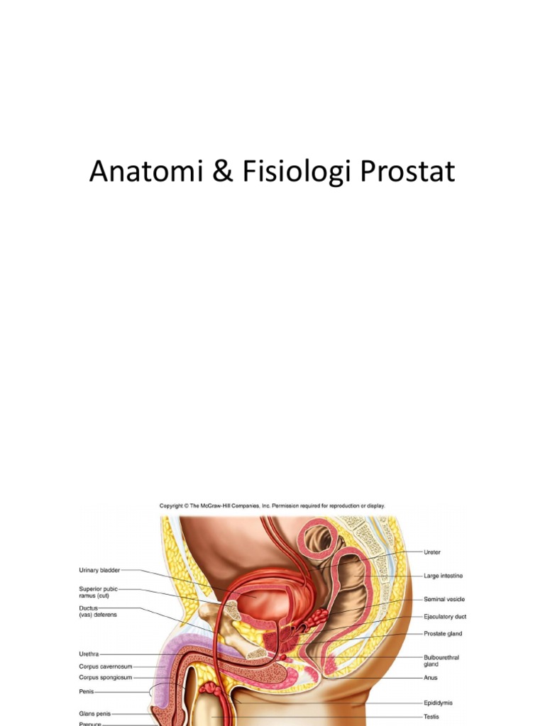 Anatomi & Fisiologi Prostat | PDF