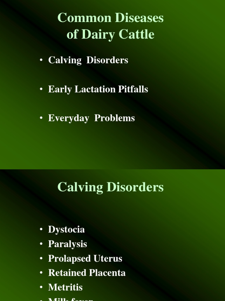 Common Diseases of Dairy Cattle | PDF | Calf | Dairy Cattle