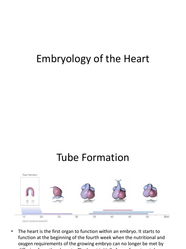 Embryology of the Heart | Heart Valve | Heart