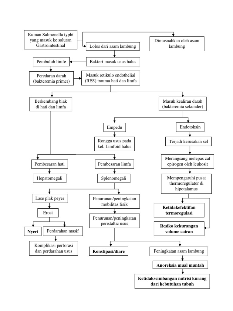 Pathway Tipoid | PDF