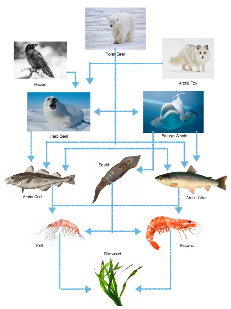 Arctic Food Web | PDF