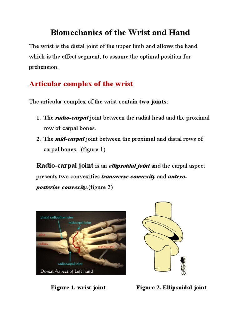 Biomechanics of The Wrist and Hand | PDF | Thumb | Anatomical Terms Of ...