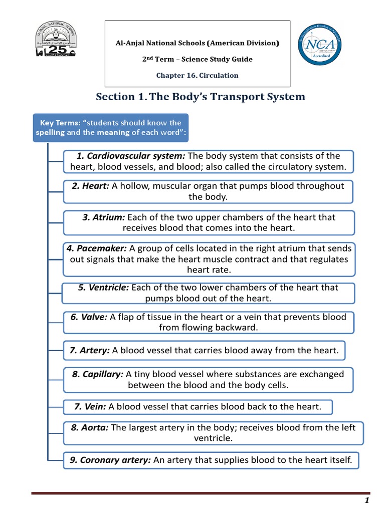 Grade 7 Science Summary - The Circulatory System | PDF | Circulatory ...