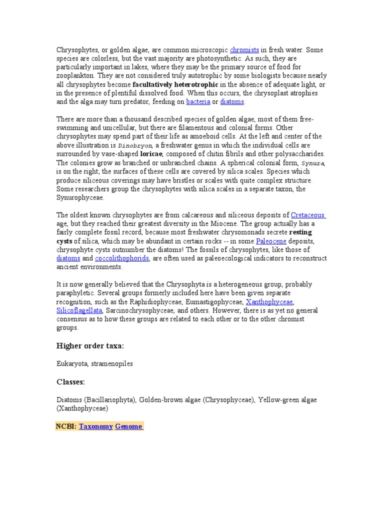 Chrysophytes: Key Aquatic Protists | PDF | Algae | Organisms
