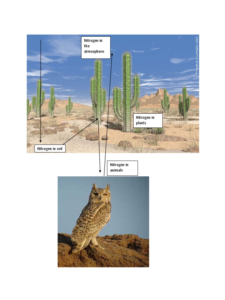 Nitrogen Desert | PDF