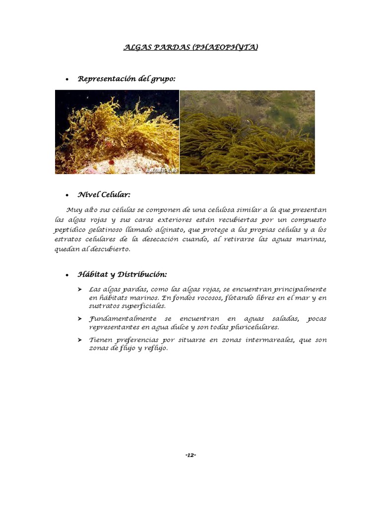 Algas Pardas | PDF | Algas | Plantas