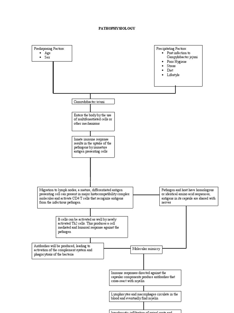 Guillain Barre Syndrome Pathophysiology | PDF