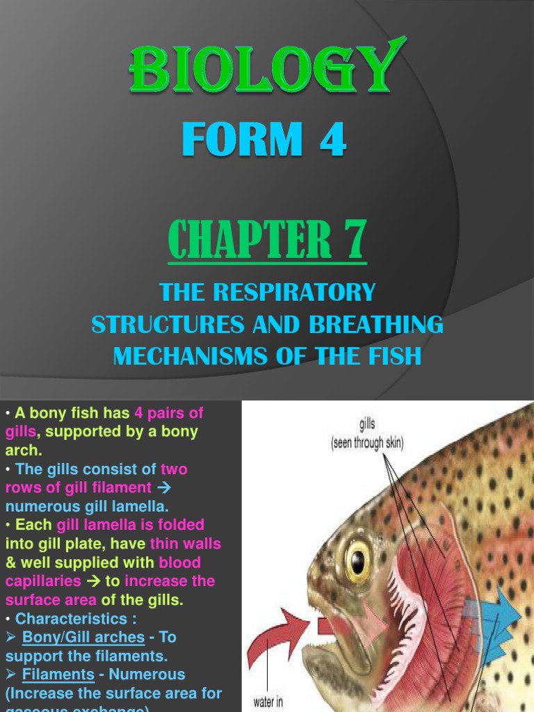 The Respiratory Structures and Breathing Mechanisms of The Fish | PDF ...