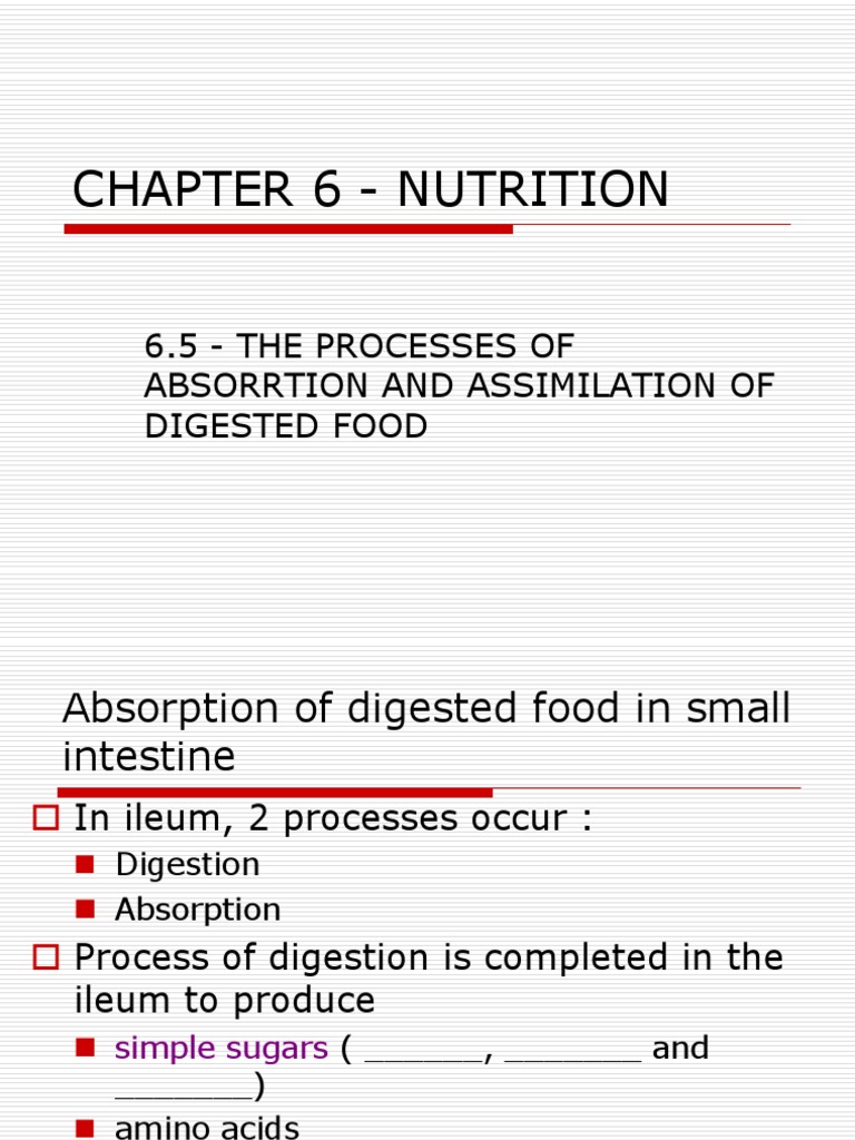 Absorption N Assimilation | PDF | Small Intestine | Digestion