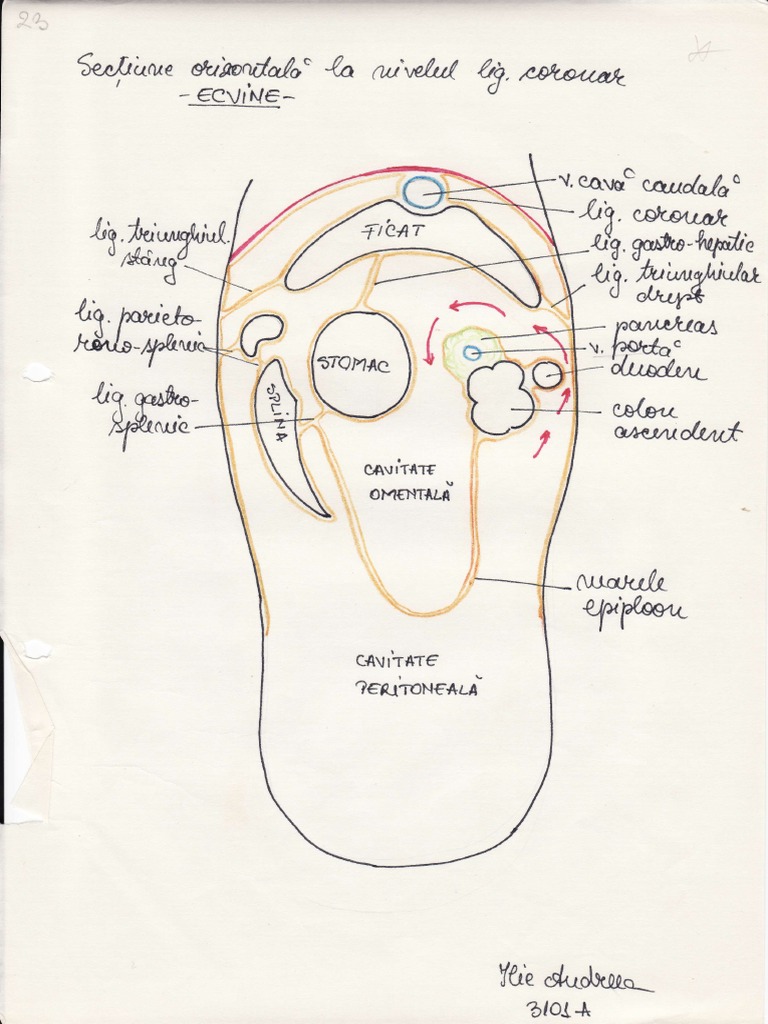 Desene Anatomie 3 | PDF
