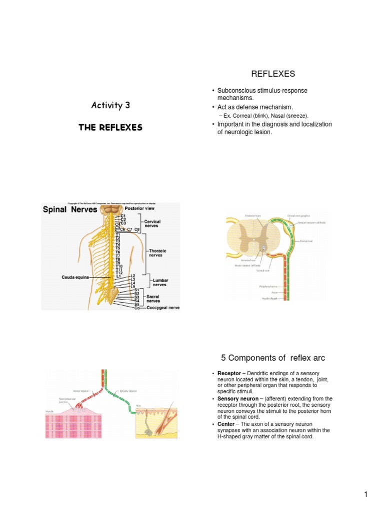 Reflexes | Anatomical Terms Of Motion | Elbow