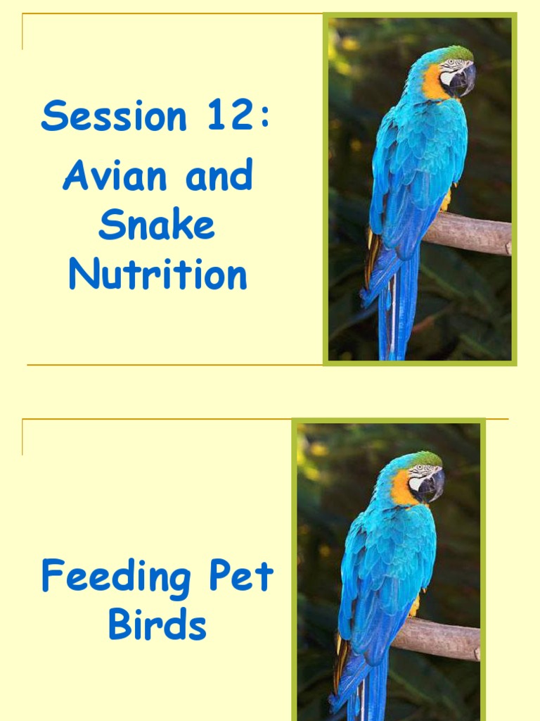 Avian and Reptile Nutrition Insights | PDF | Digestion | Birds